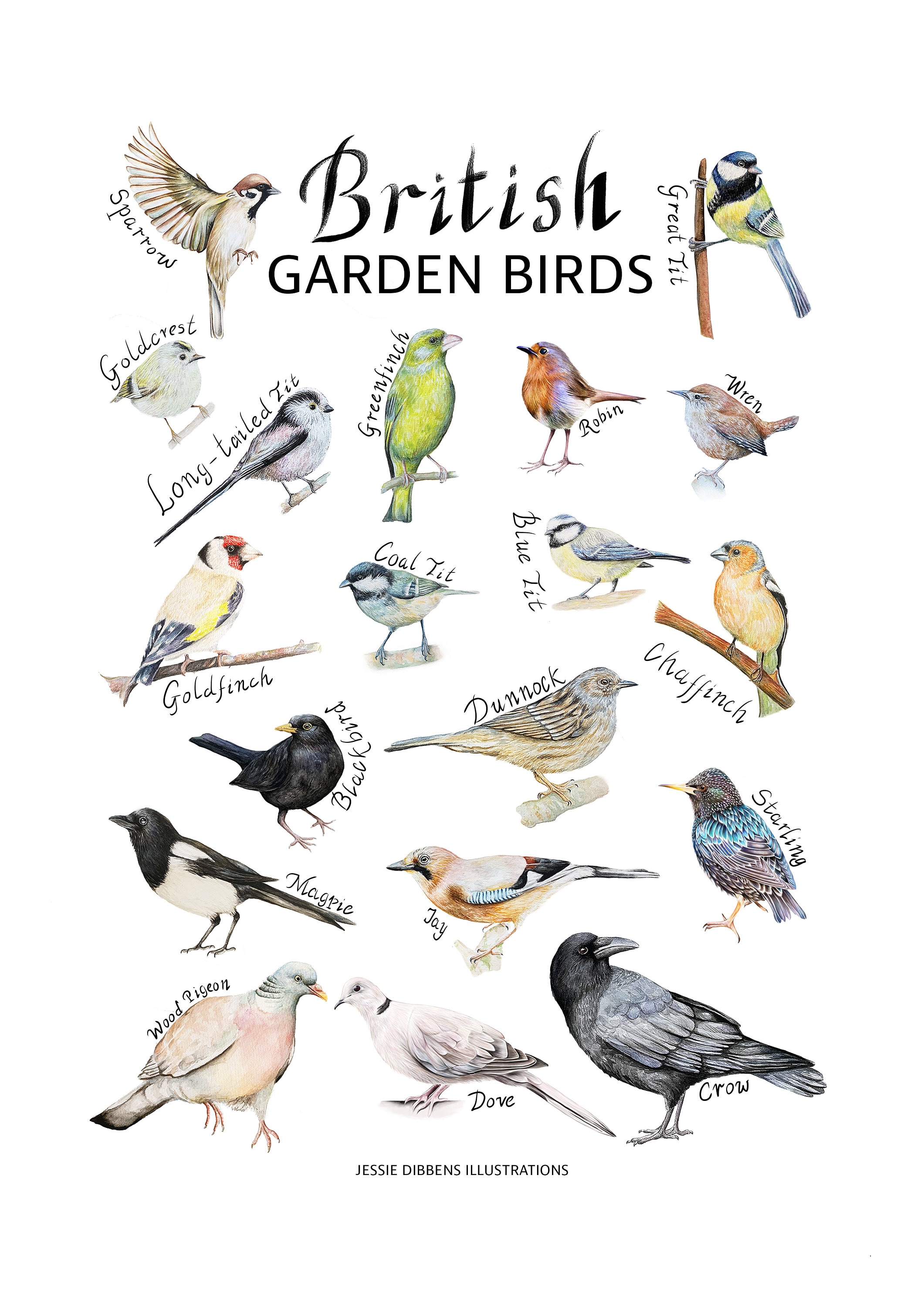 British Garden Bird Identification Poster Print Wildlife | Etsy UK