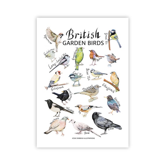 British Garden Bird Identification Poster Print Wildlife - Etsy