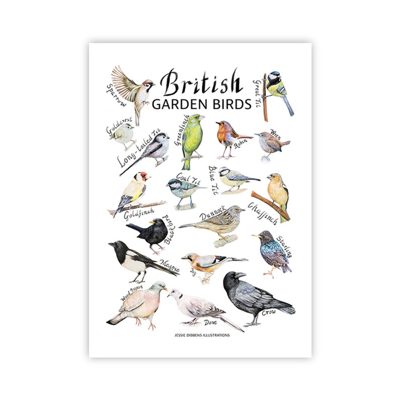 British Garden Bird Identification Poster Print Wildlife - Etsy