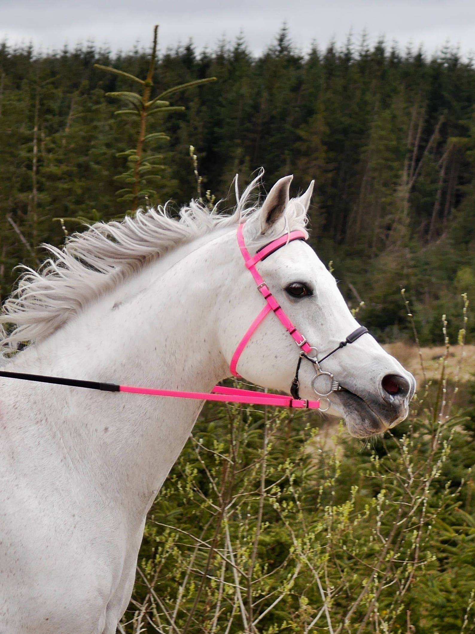 Perfeq C Bit Bridle for Combination Bits Such as Mylar and | Etsy
