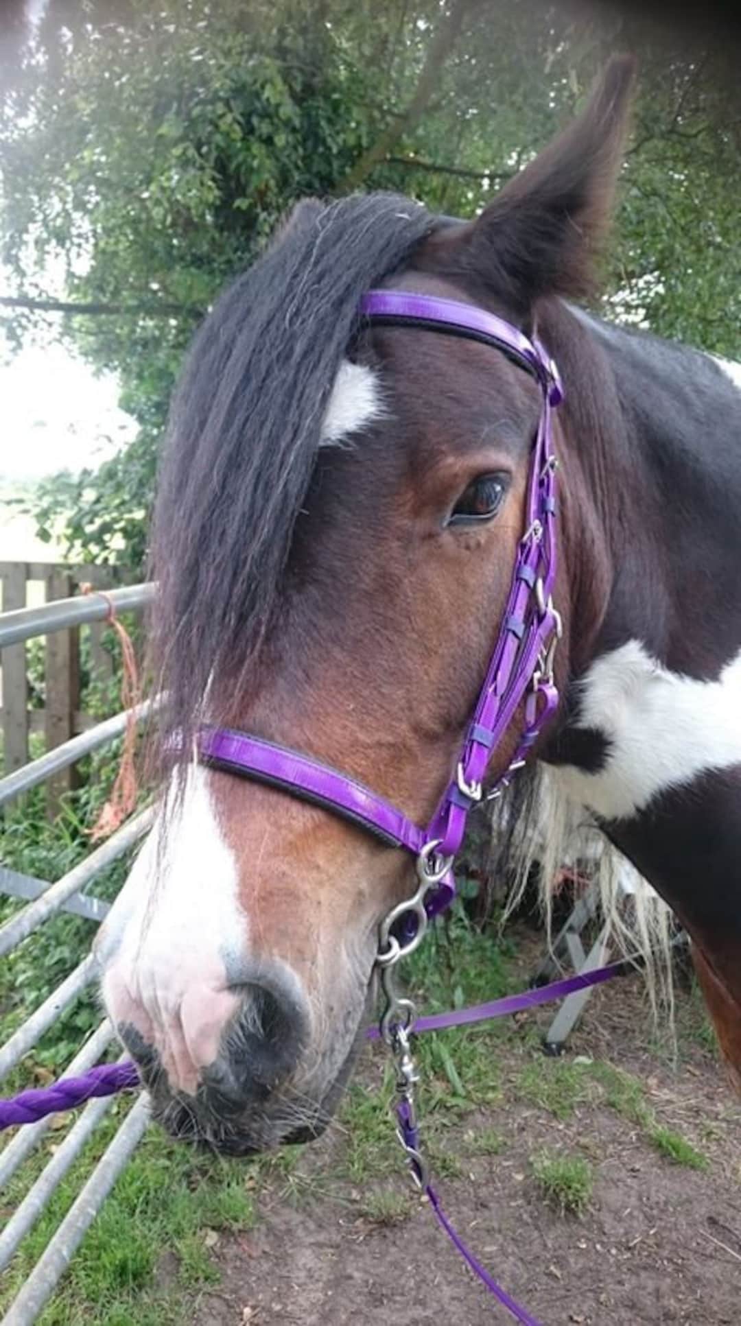 Perfeq, Padded, 2 Part, Biothane Bridle in Gloss Neon Purple - Etsy