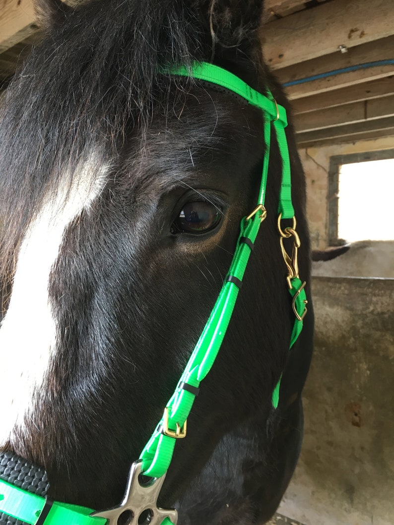 Perfeq Biothane English Hackamore Bitless Bridle Matt Lime | Etsy