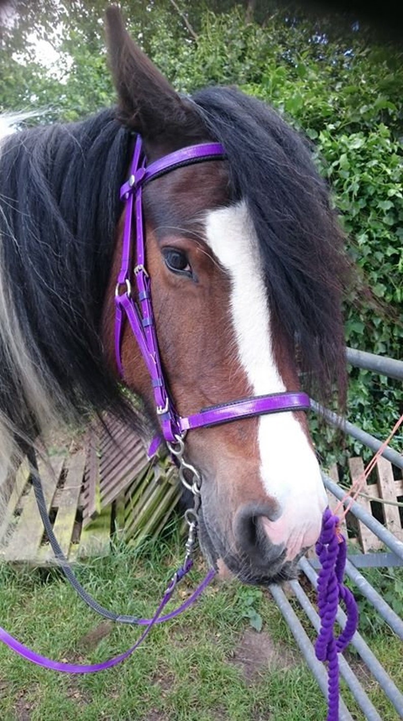 Perfeq, Padded, 2 Part, Biothane Bridle in Gloss Neon Purple - Etsy