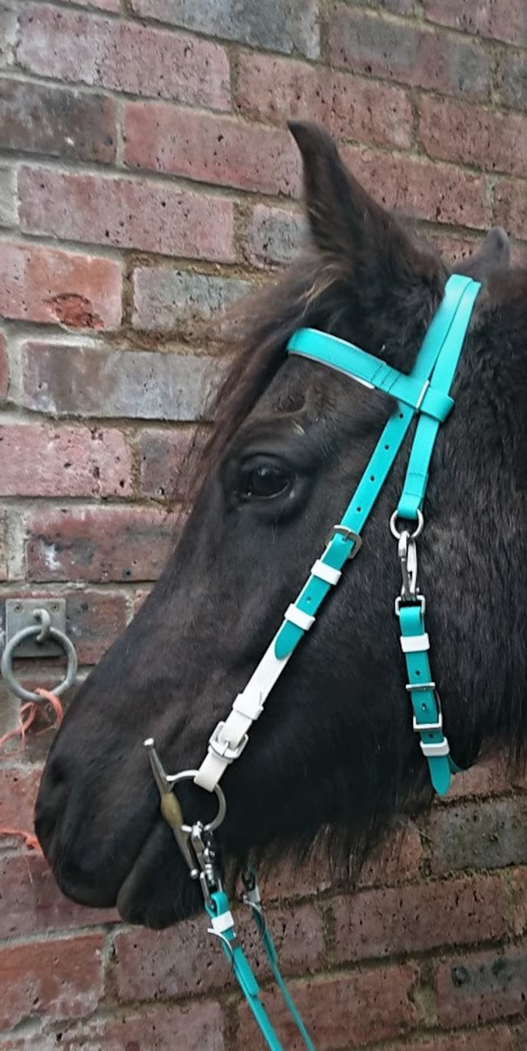 Synthetic Western Head Stall in Matt Teal and White Biothane - Etsy