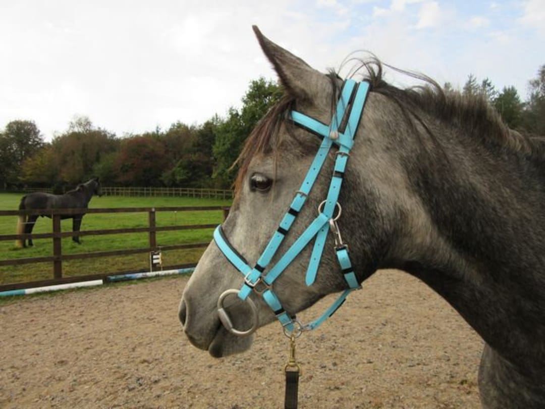Perfeq, Padded 2 Part Biothane Bridle in Baby/pale Blue - Etsy