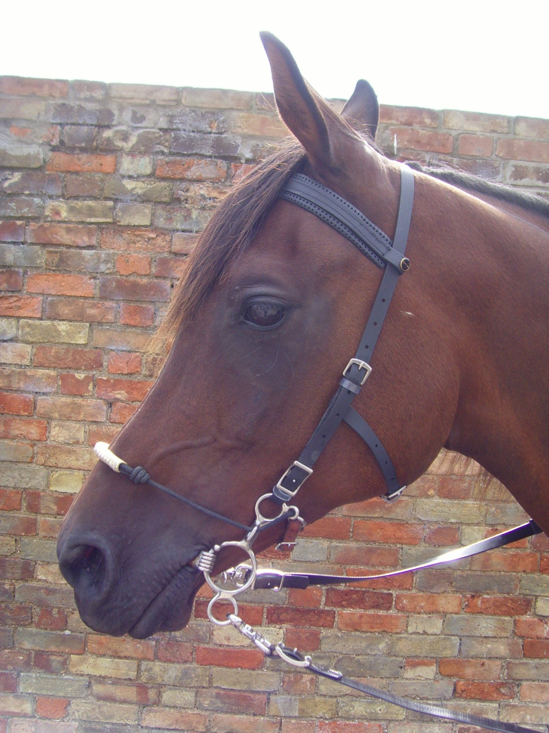 Perfeq C Bit Bridle for Combination Bits Such as Mylar and Hackmore - Etsy