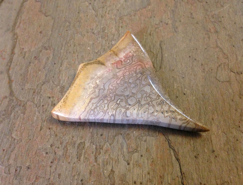 Rare Petrified Tree Fern Psaronius Brasiliensis Cabochon. - Etsy