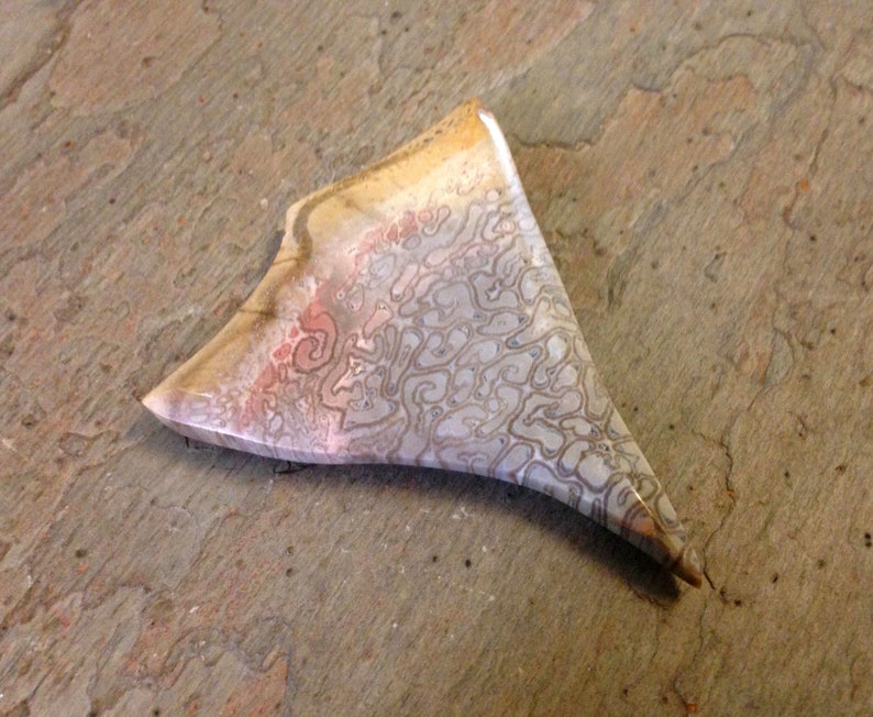 Rare Petrified Tree Fern Psaronius Brasiliensis Cabochon. - Etsy