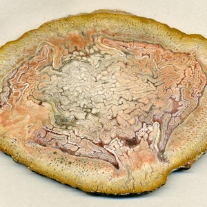 Rare Petrified Tree Fern Psaronius Brasiliensis Cabochon. - Etsy