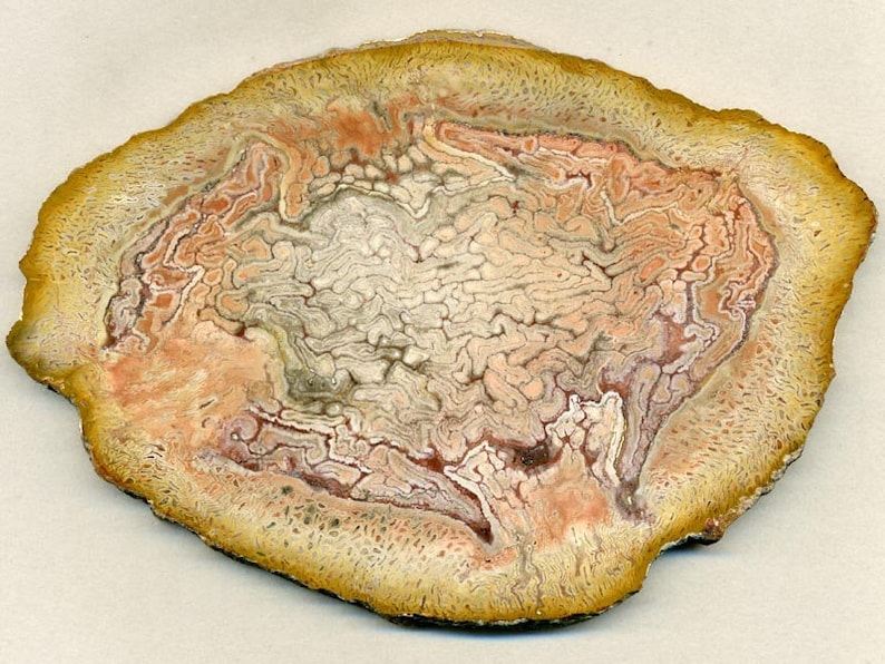 Rare Petrified Tree Fern Psaronius Brasiliensis Cabochon. - Etsy