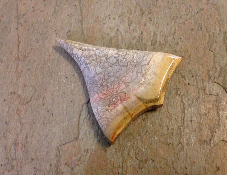 Rare Petrified Tree Fern Psaronius Brasiliensis Cabochon. - Etsy