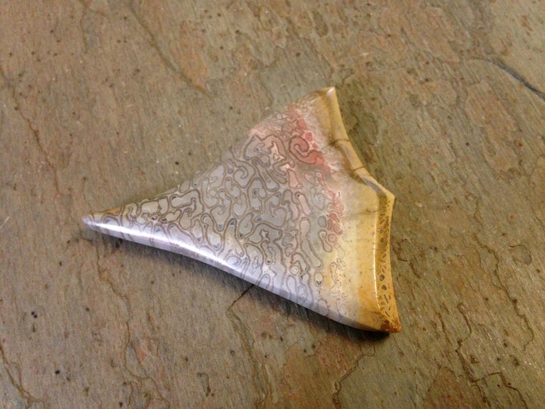 Rare Petrified Tree Fern Psaronius Brasiliensis Cabochon. - Etsy