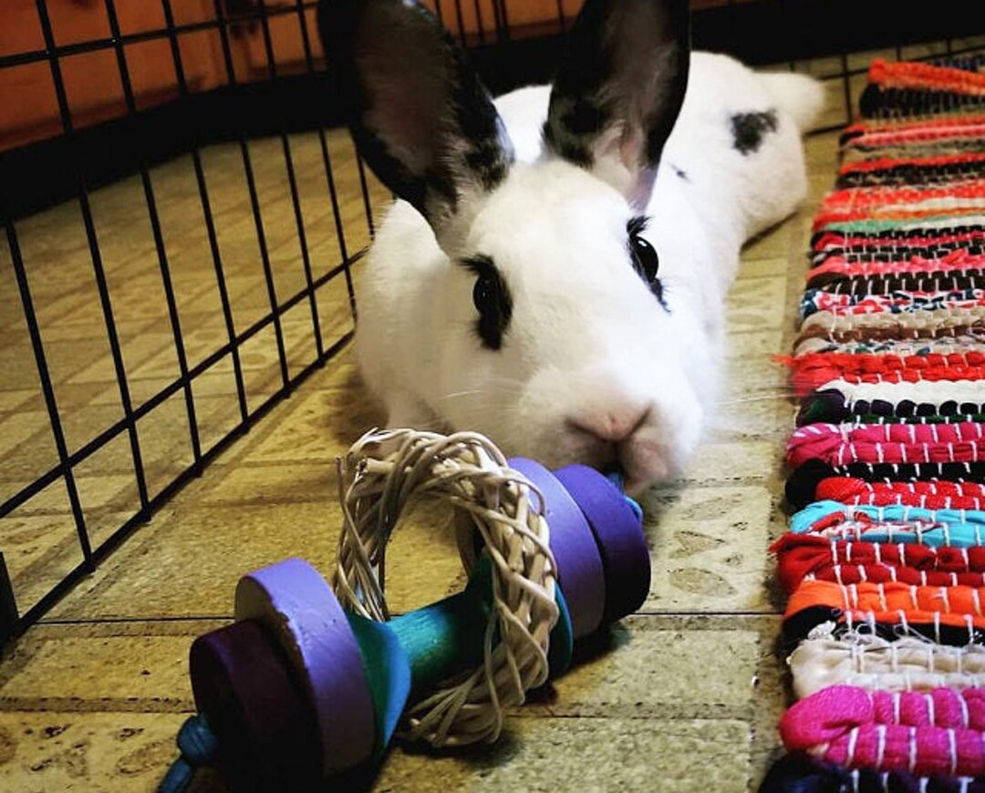 Fun Bun's Rabbit Roller - Toy for Bunny Rabbits - Etsy