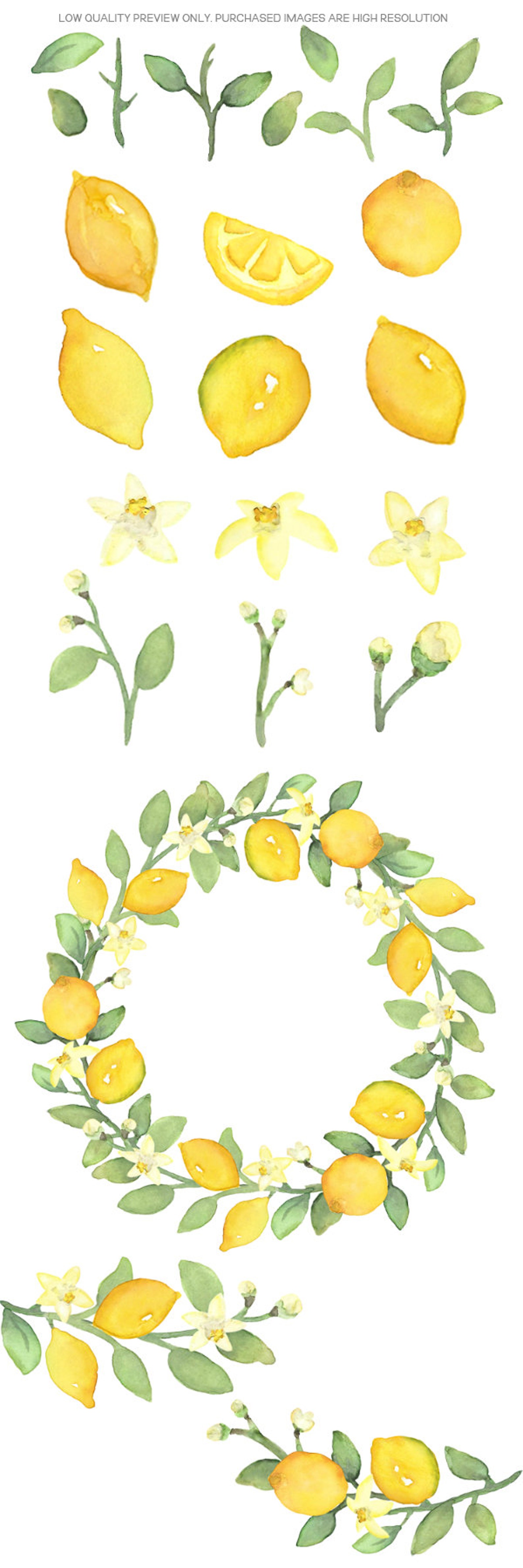 Lemon Clip Art Watercolor Lemons Fruit Clip Art Spring | Etsy