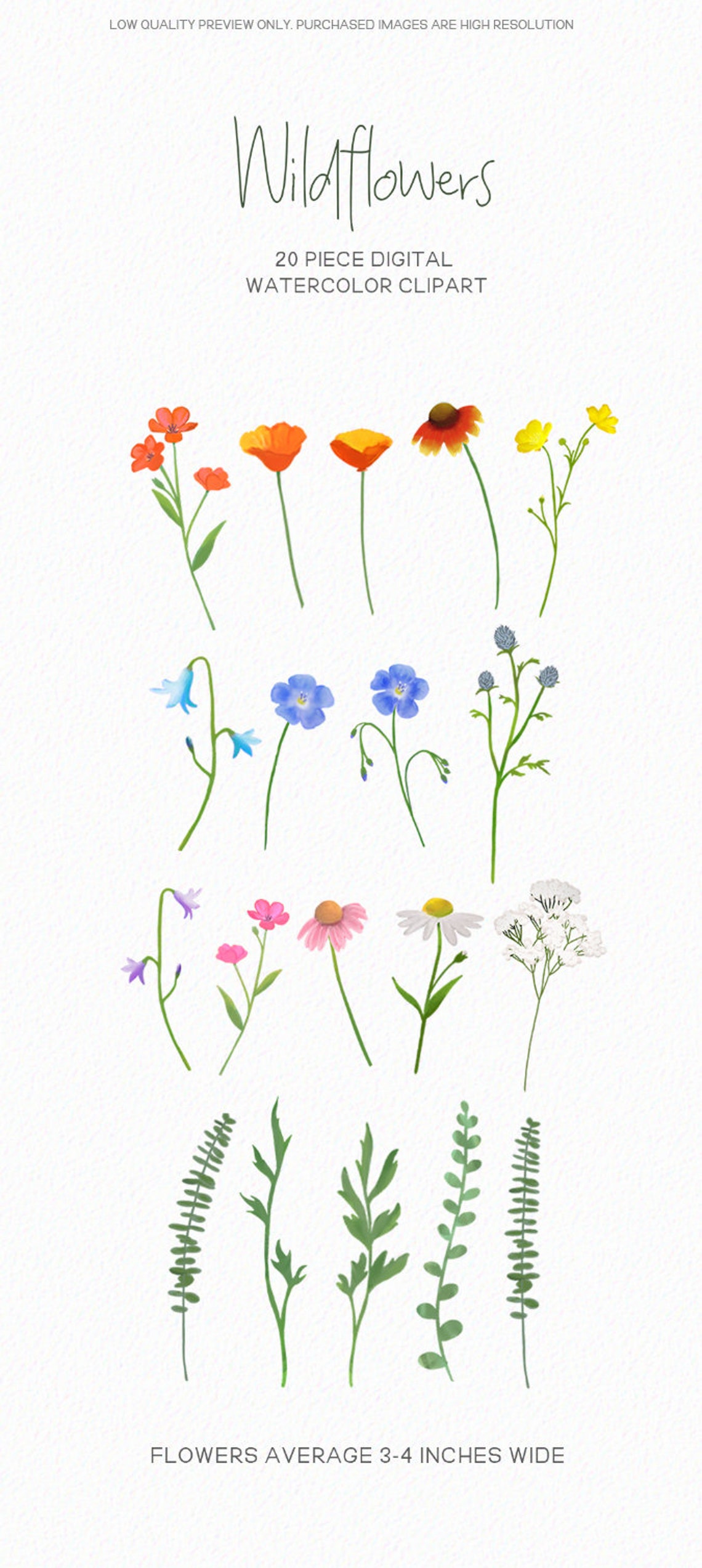 Wildflower Clipart Botanical Hand Drawn Floral Png Files - Etsy