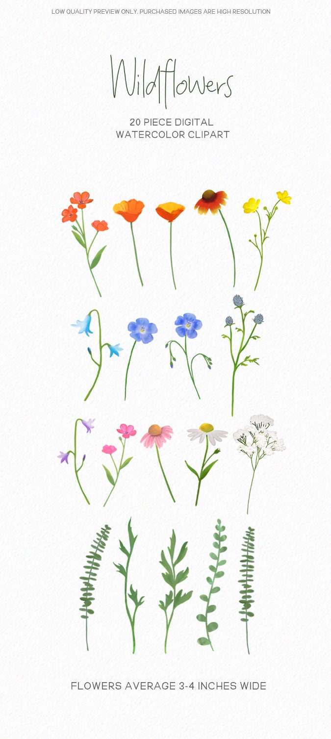 Wildflower Clipart Botanical Hand Drawn Floral Png Files - Etsy