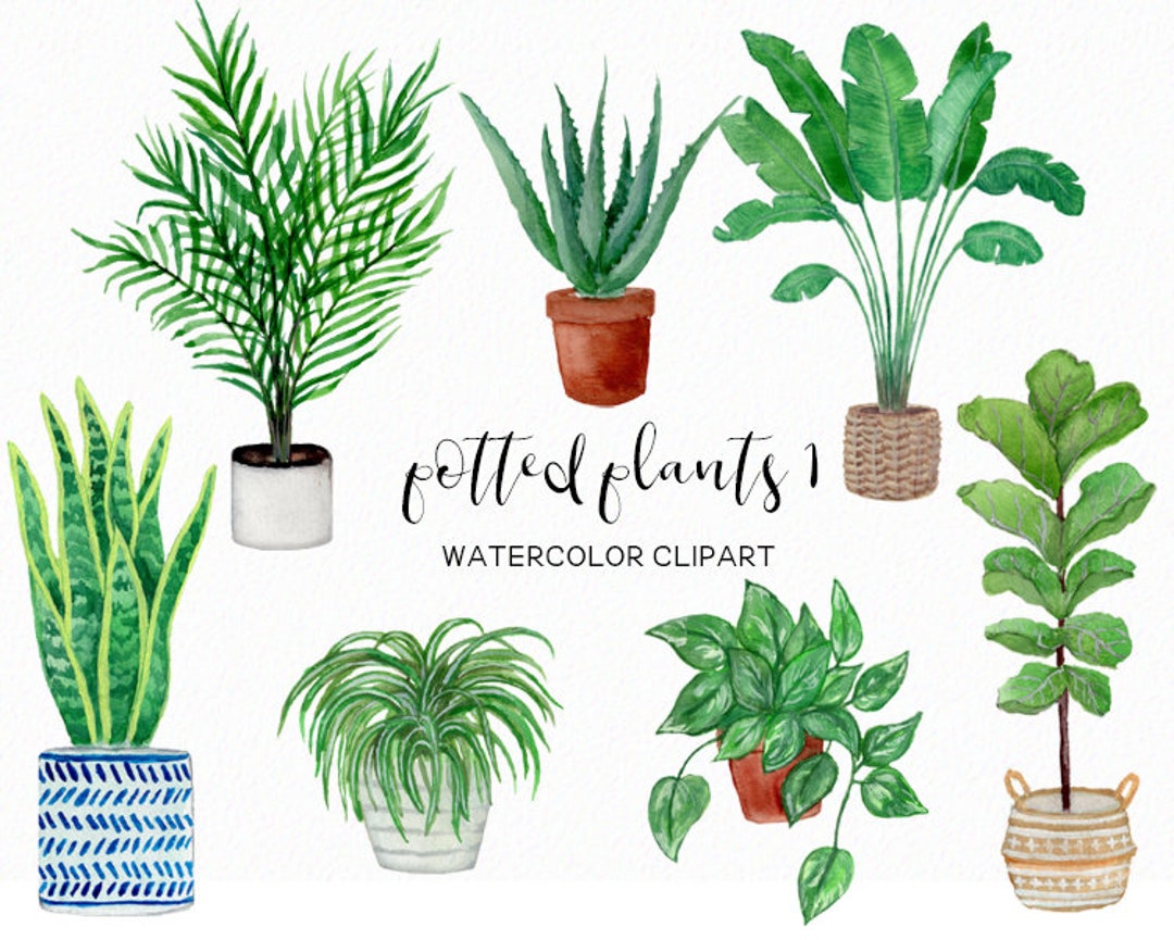Watercolor Plant Plant Clipart Potted Plants Palm Banana Leaf Aloe ...