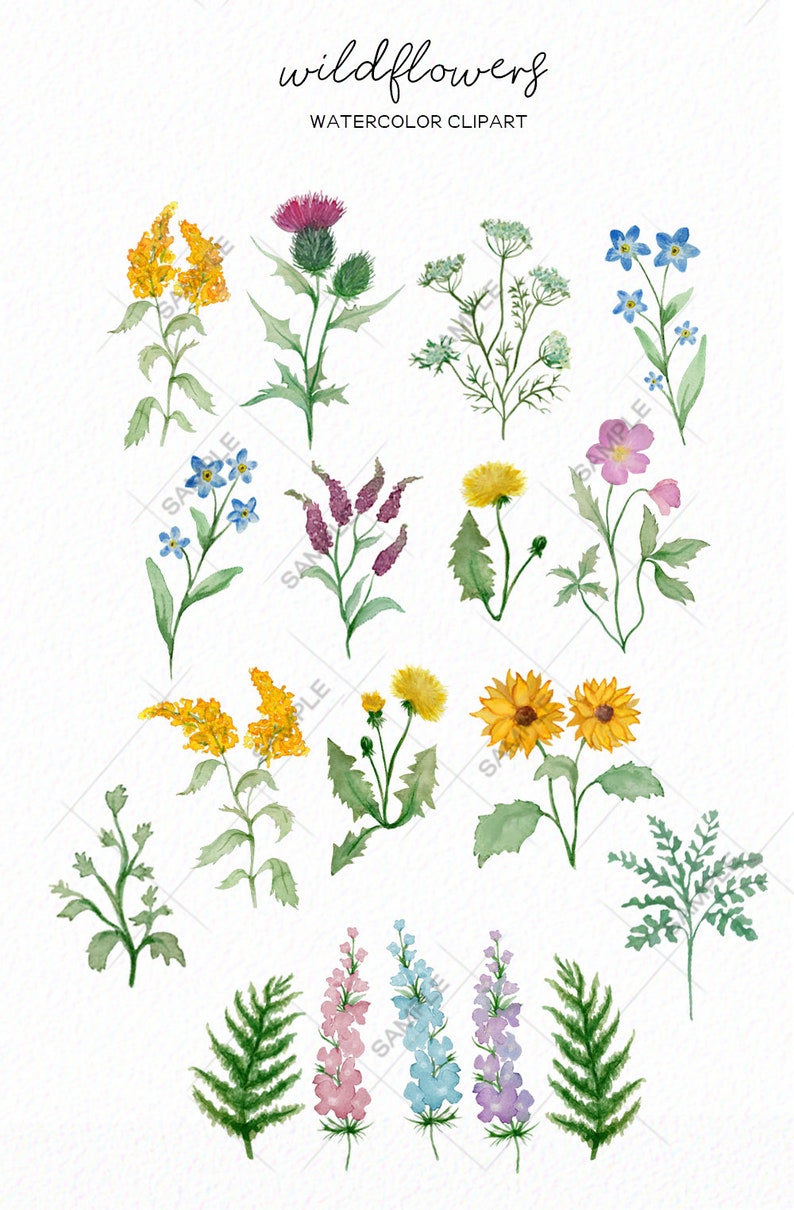 Handmade Watercolor Wildflower Clipart: Botanical PNG Files (digital ...