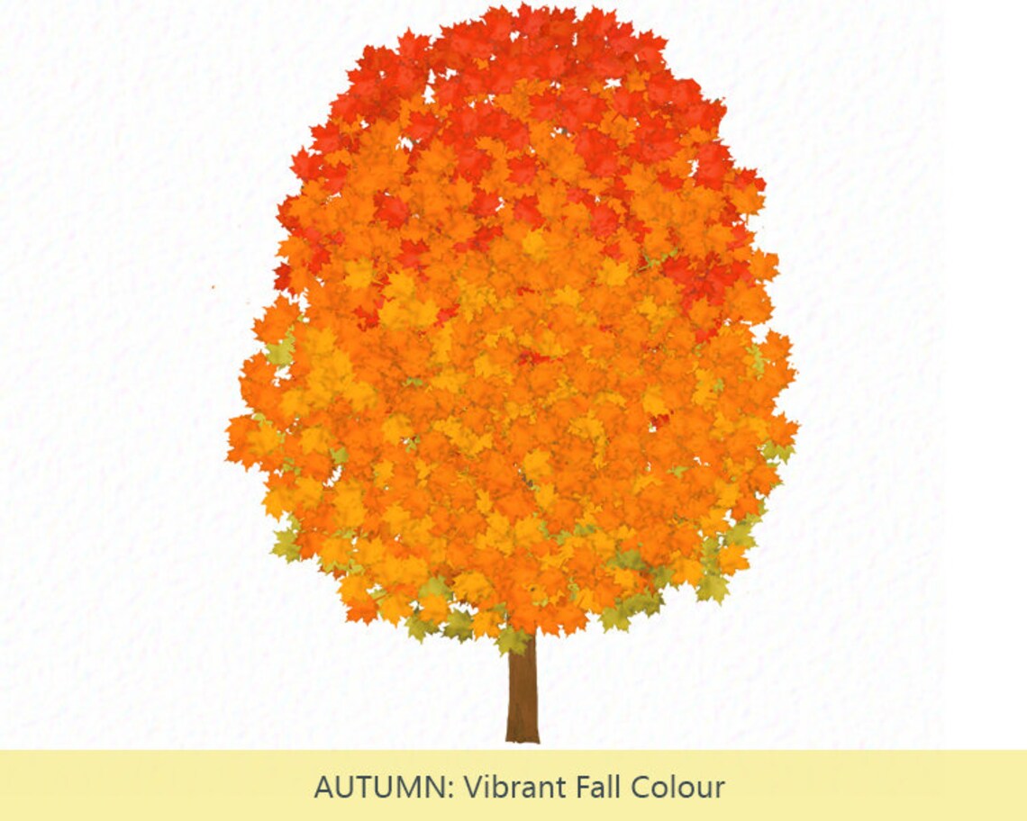 Seasonal Clipart Seasonal Trees Fall Clip Art Spring - Etsy