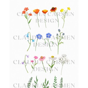 Wildflower Clipart, Botanical Hand Drawn Floral Png Files, Spring ...