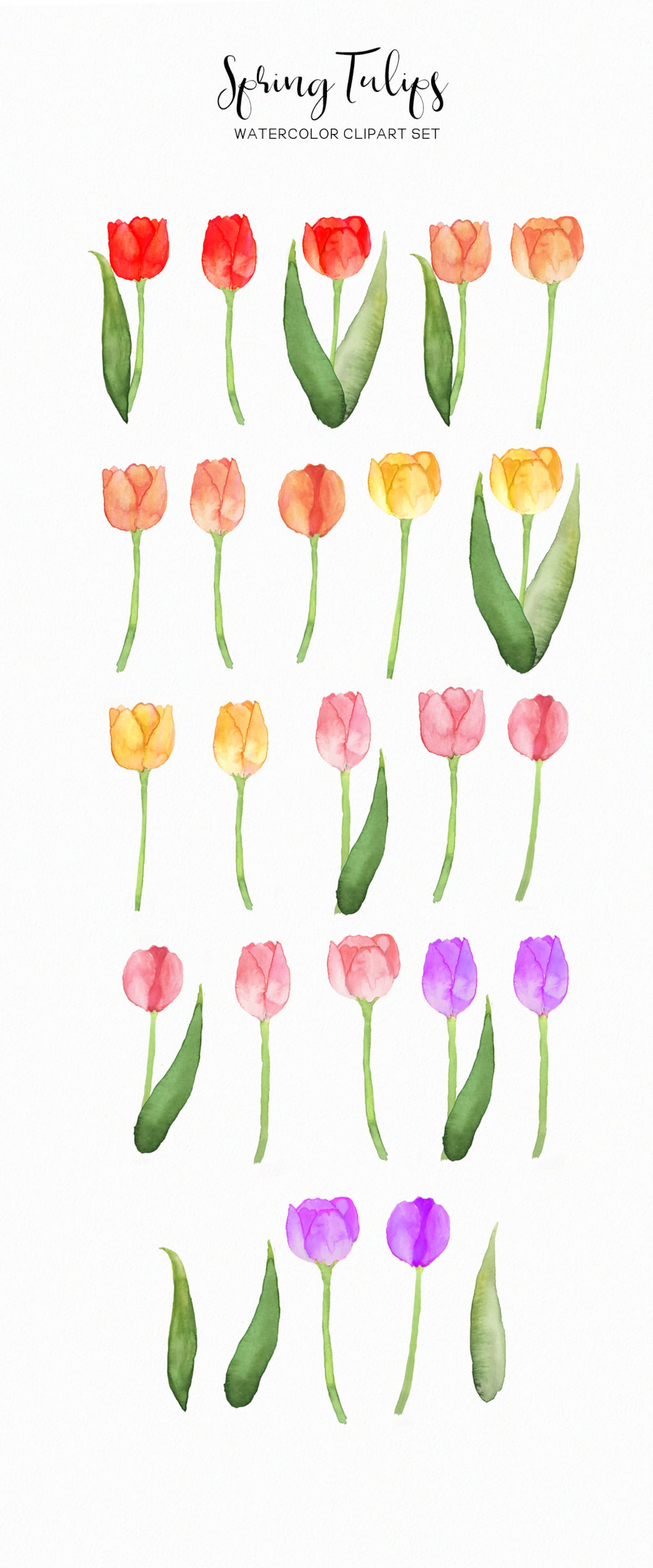 Watercolor Tulips Floral Clipart Watercolor Florals | Etsy