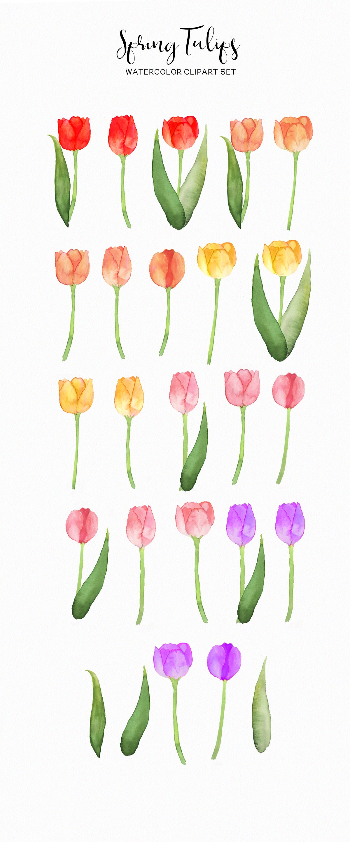 Watercolor Tulips Floral Clipart Watercolor Florals - Etsy