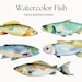 Watercolor Fish Clipart Ocean Clipart Sea Clip Art Watercolor Salmon ...