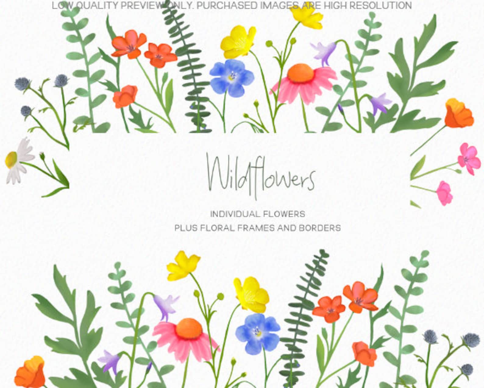 Wildflower Clipart Botanical Hand Drawn Floral Png Files - Etsy