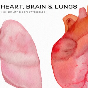 Watercolor Body Part Clipart Heart Clipart Lungs Clipart Brain Clipart ...