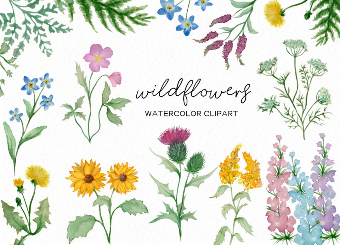Wildflower Clipart, Botanical Hand Drawn Watercolor Floral Png Files ...
