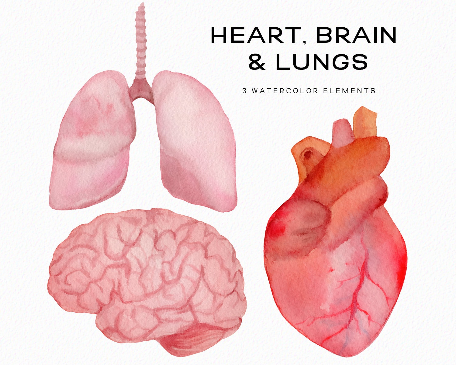 Watercolor Body Part Clipart Heart Clipart Lungs Clipart - Etsy
