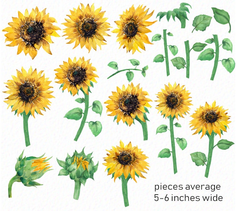 Sunflower Clip Art Watercolor Sunflowers Flower Clip Art - Etsy