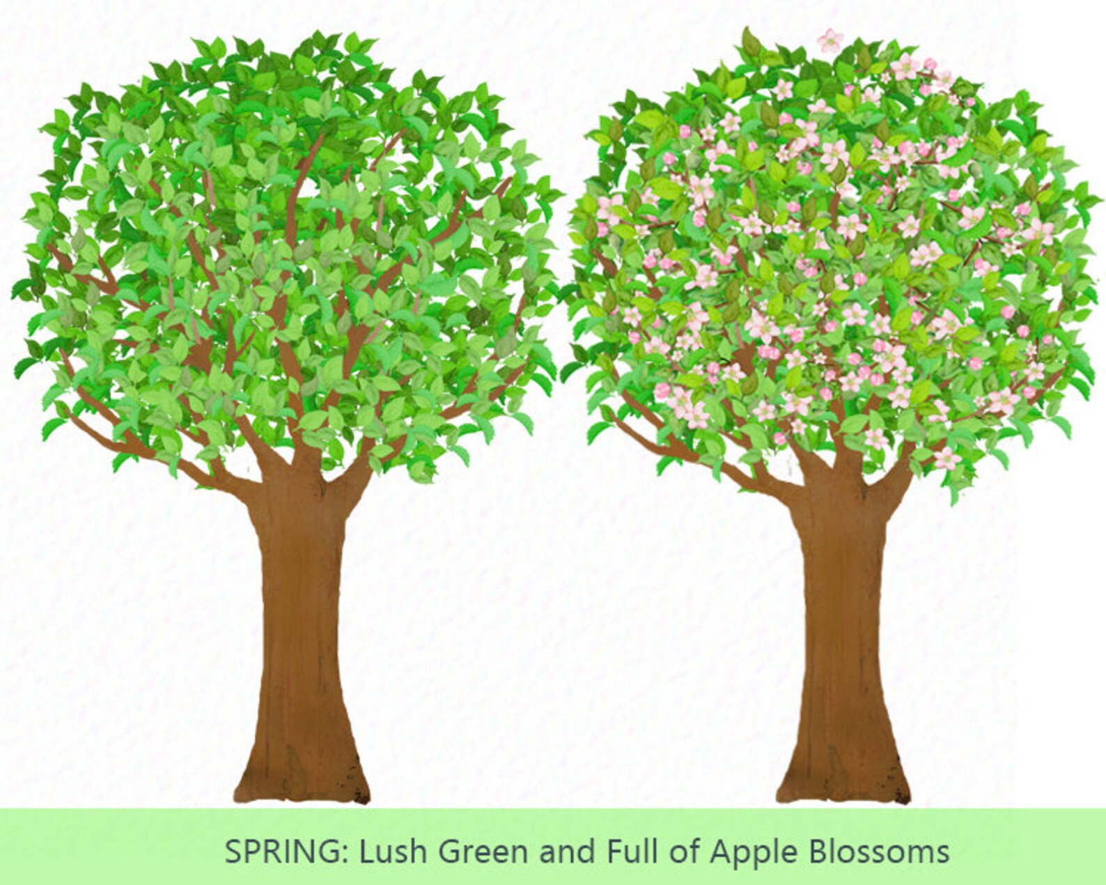 Seasonal Clipart Seasonal Trees Fall Clip Art Spring | Etsy