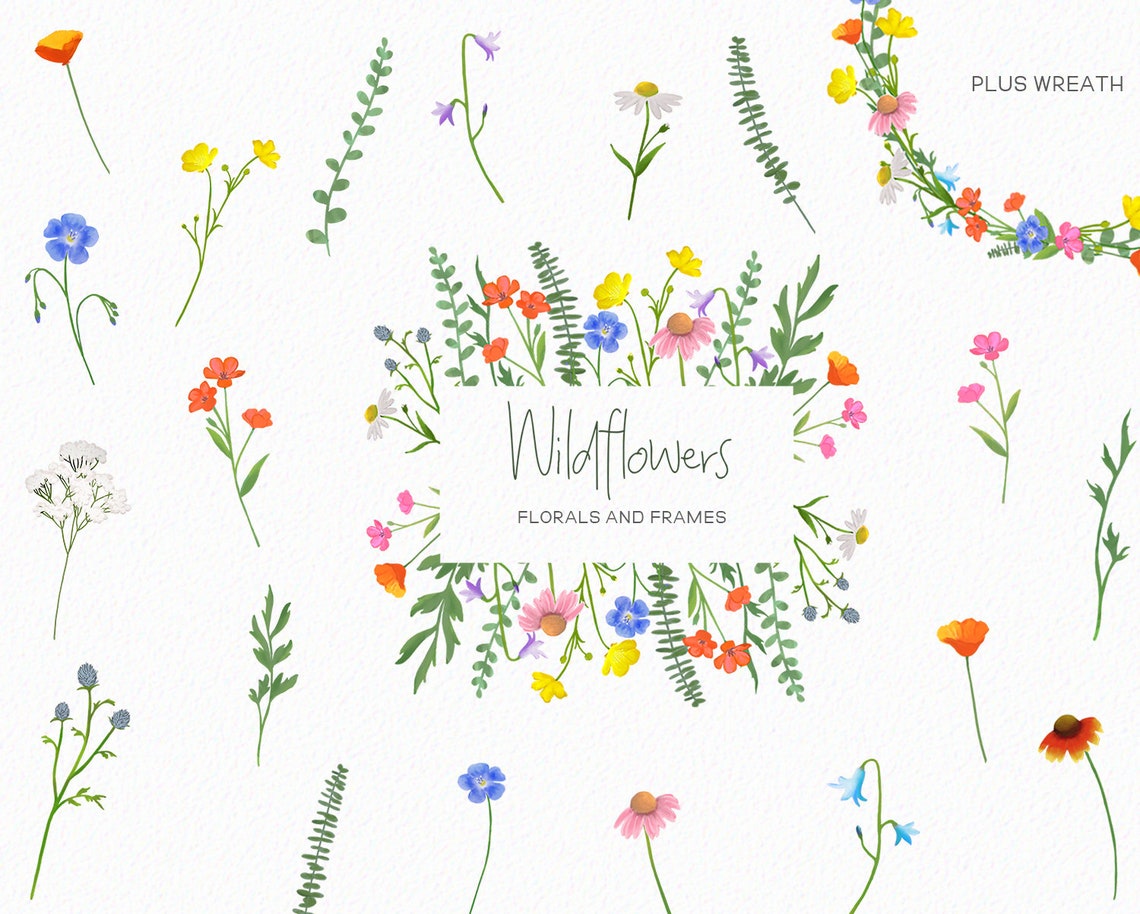 Wildflower Clipart Botanical Hand Drawn Floral Png Files - Etsy