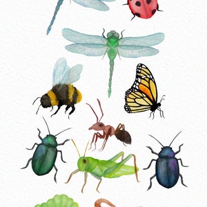 Watercolor Bugs Watercolor Insects Spider Butterfly Clipart - Etsy
