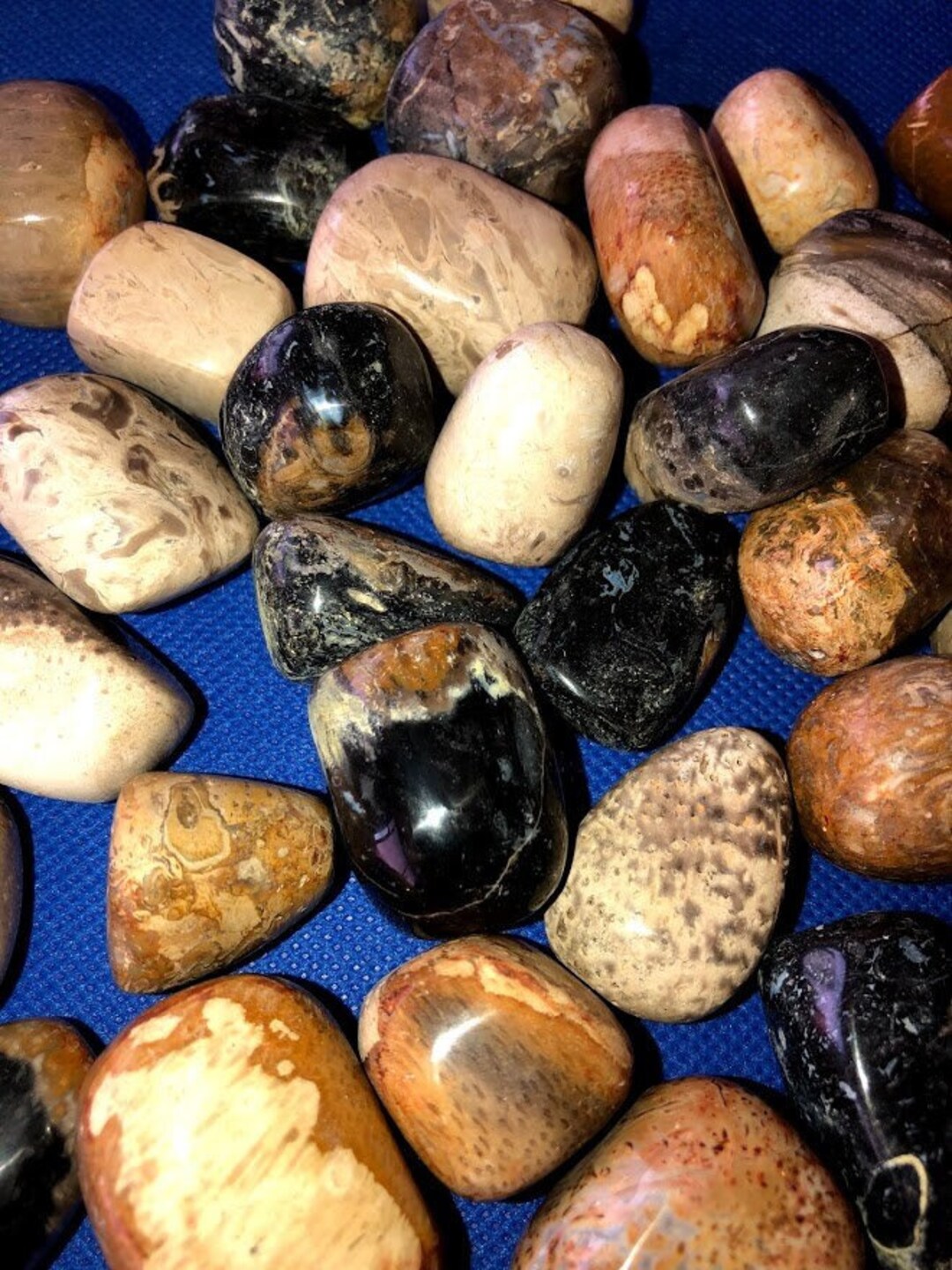 Palm Root Fossil, M/L/XL, Tumbled Petrified Palm Wood, Palm Root Fossil ...