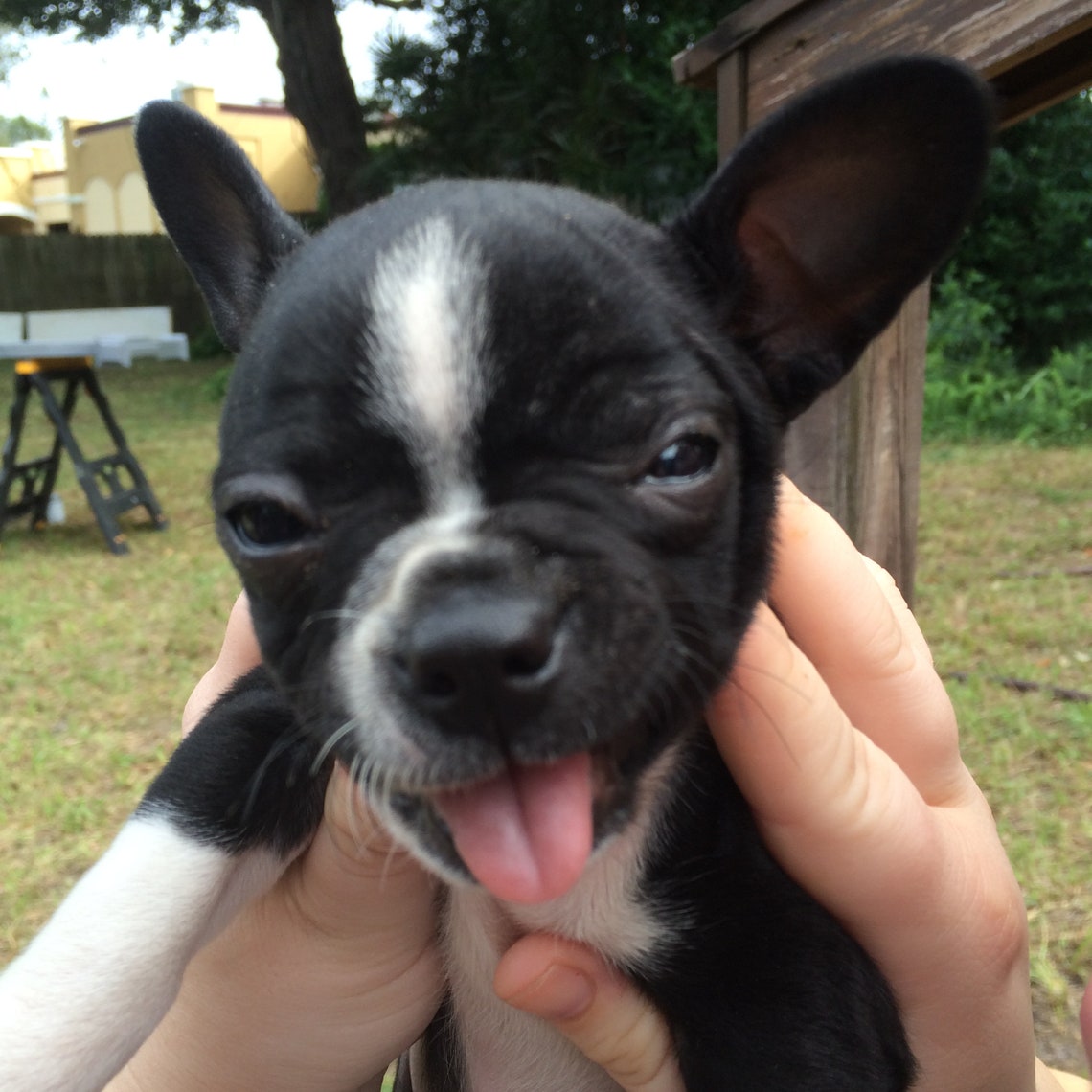 Colorful Bochi Puppy 8.5 by 11 Unframed Print. Unique Wall | Etsy