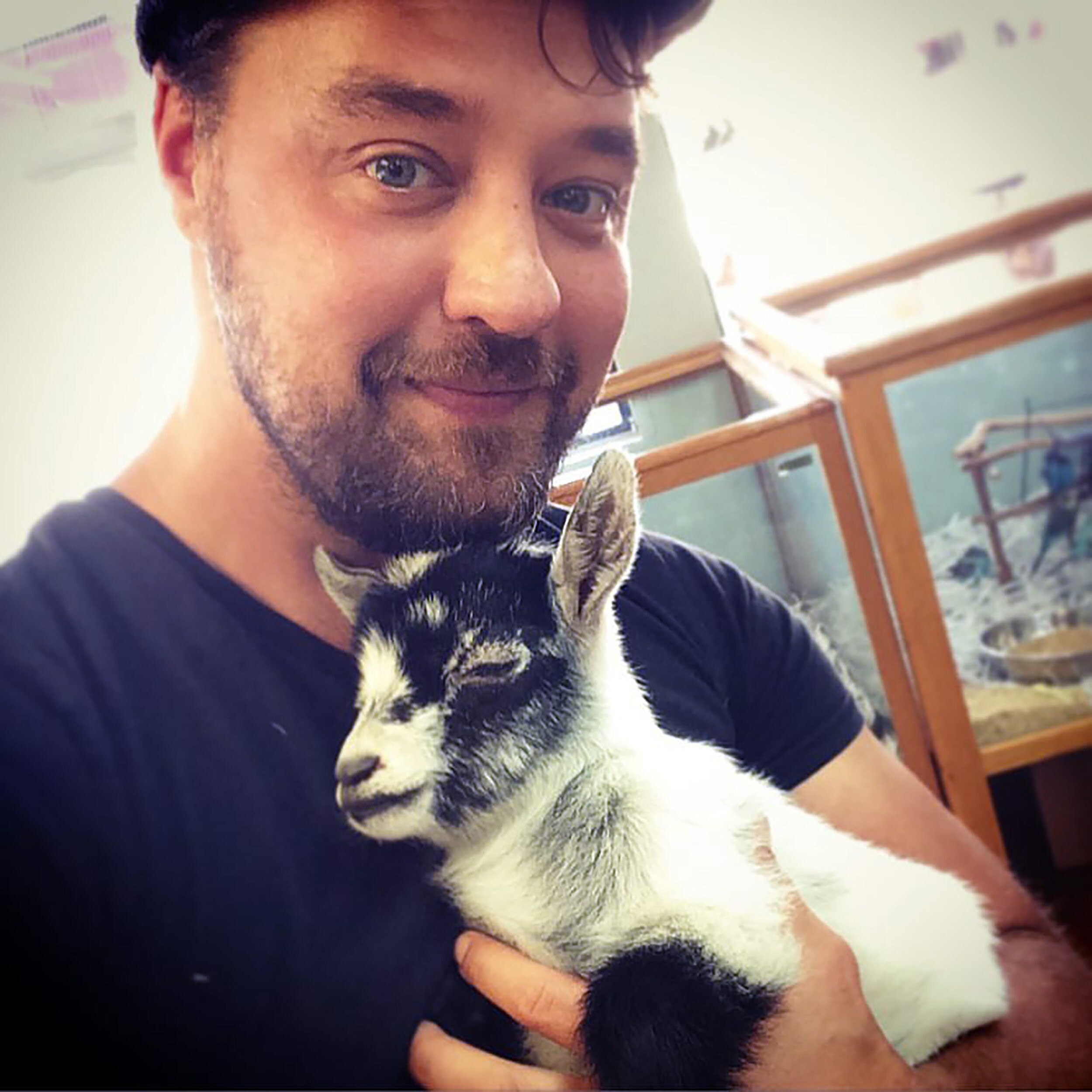 GOAT PAINTING ART Print by Robert Phelps; Goats, Goat Gift, Farm Art ...