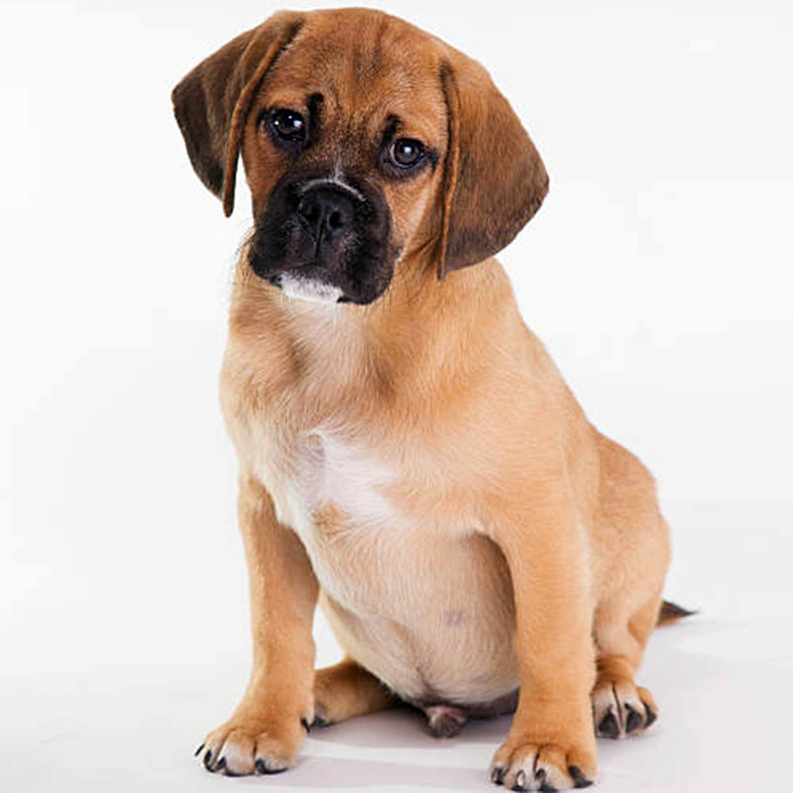 Puggle Art Prints Puggle Wall Art Pet Memorial Gift Pet - Etsy