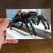 Salticidae Spider Art Print, 4 X 6 Mini Art Print Spider Art Postcard ...