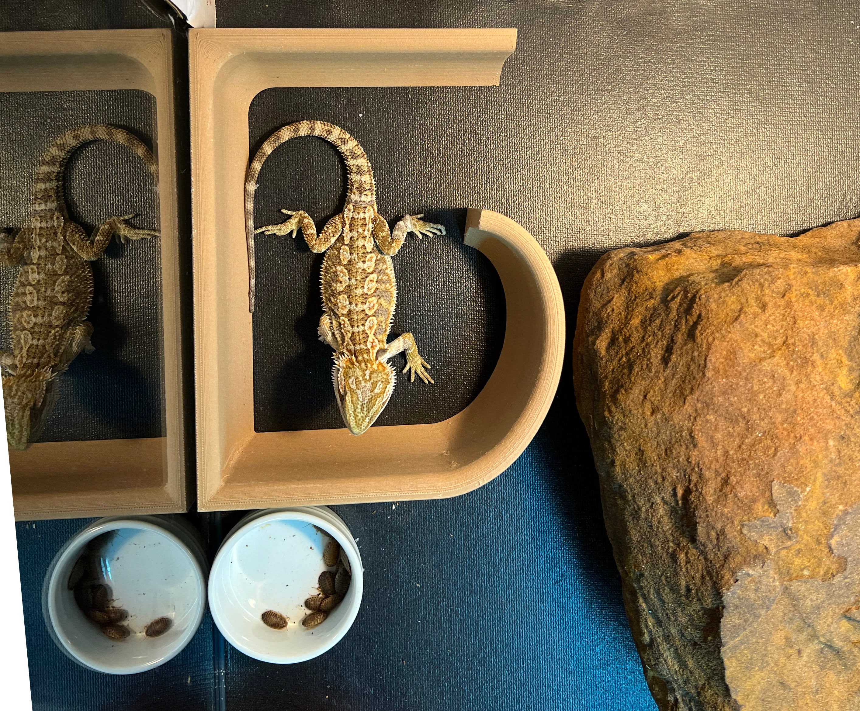 Bearded Dragon Hide STL and 3MF, Lizard Hide STL and 3MF for 3D ...