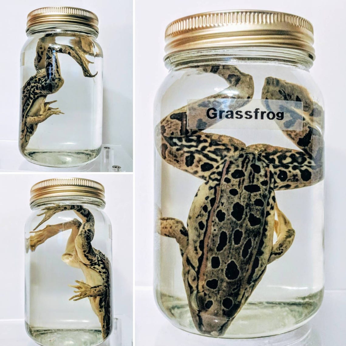 Frog in a Jar Wet Specimen Taxidermy Oddities | Etsy