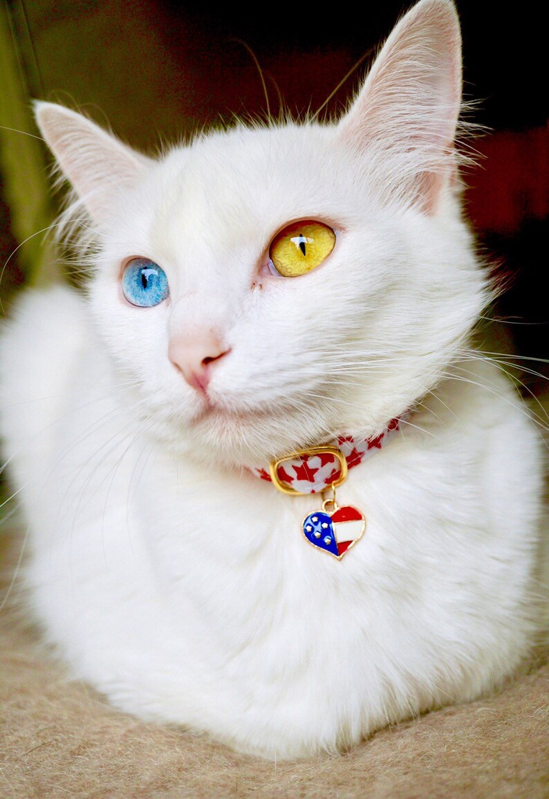 Patriotic Cat Collar Free 24K Gold Plated Bell - Etsy