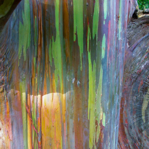 Rainbow Eucalyptus Tree - Etsy