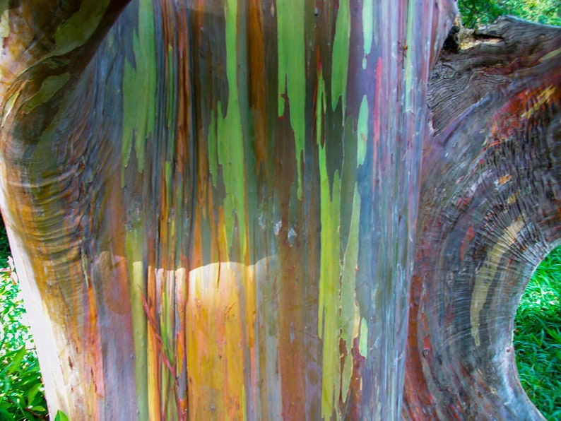 Live Rainbow Gum/eucalyptus Trees 1 Gallon Does Not Ship to - Etsy