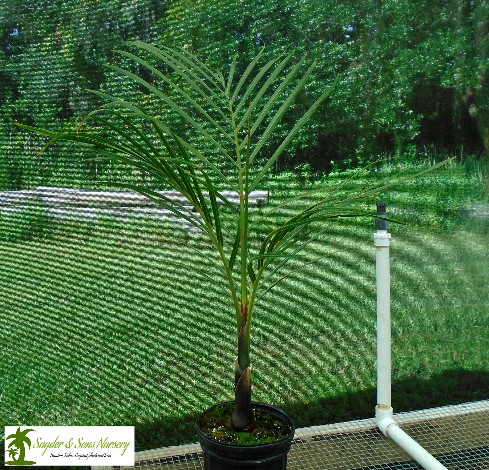 Live Spindle Palm Trees Great Indoor Palm 1 Gallon | Etsy