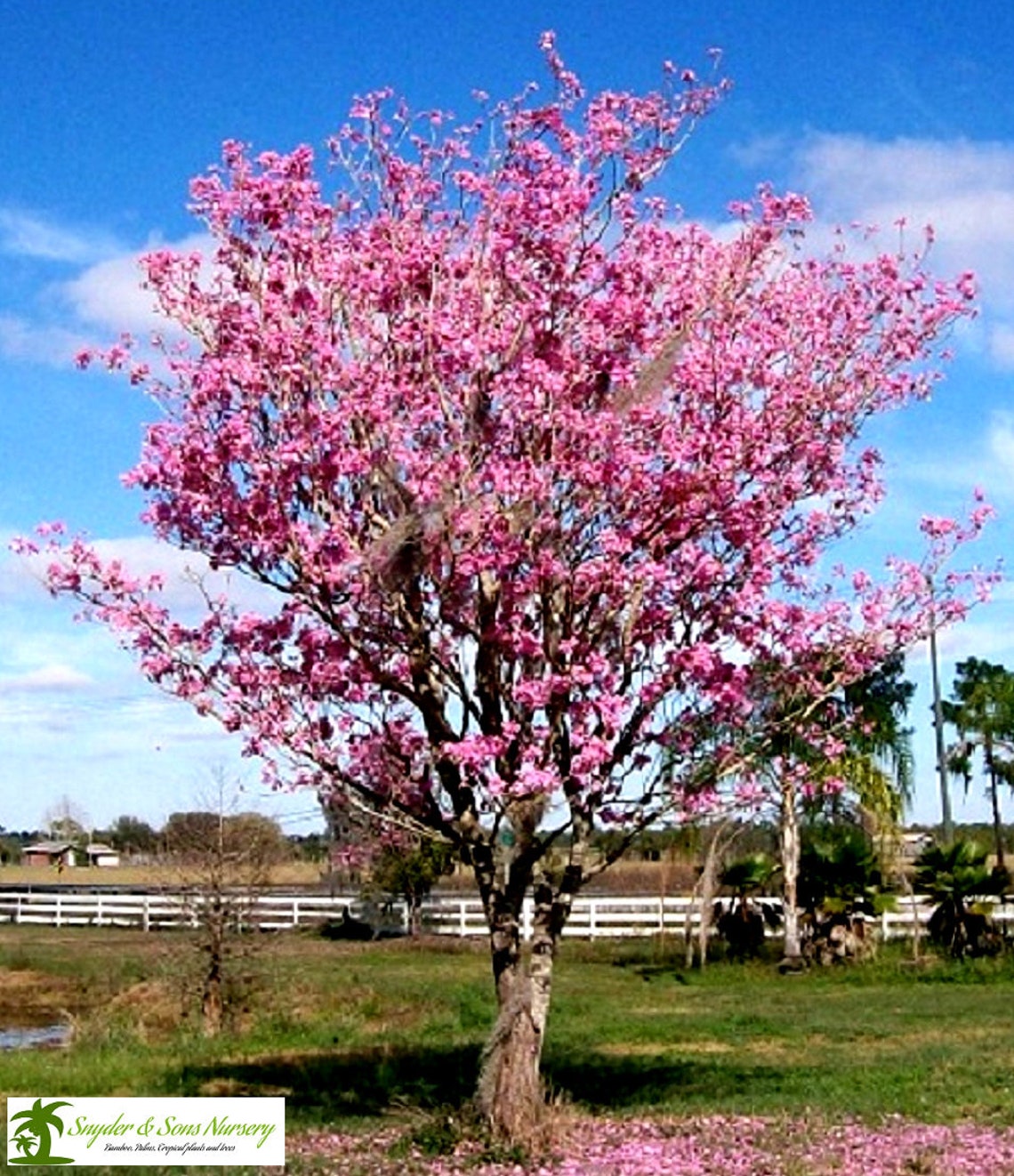 Live Pink Tabebuia Trees 3 To 4 Feet Tall 1 Gallon No | Etsy