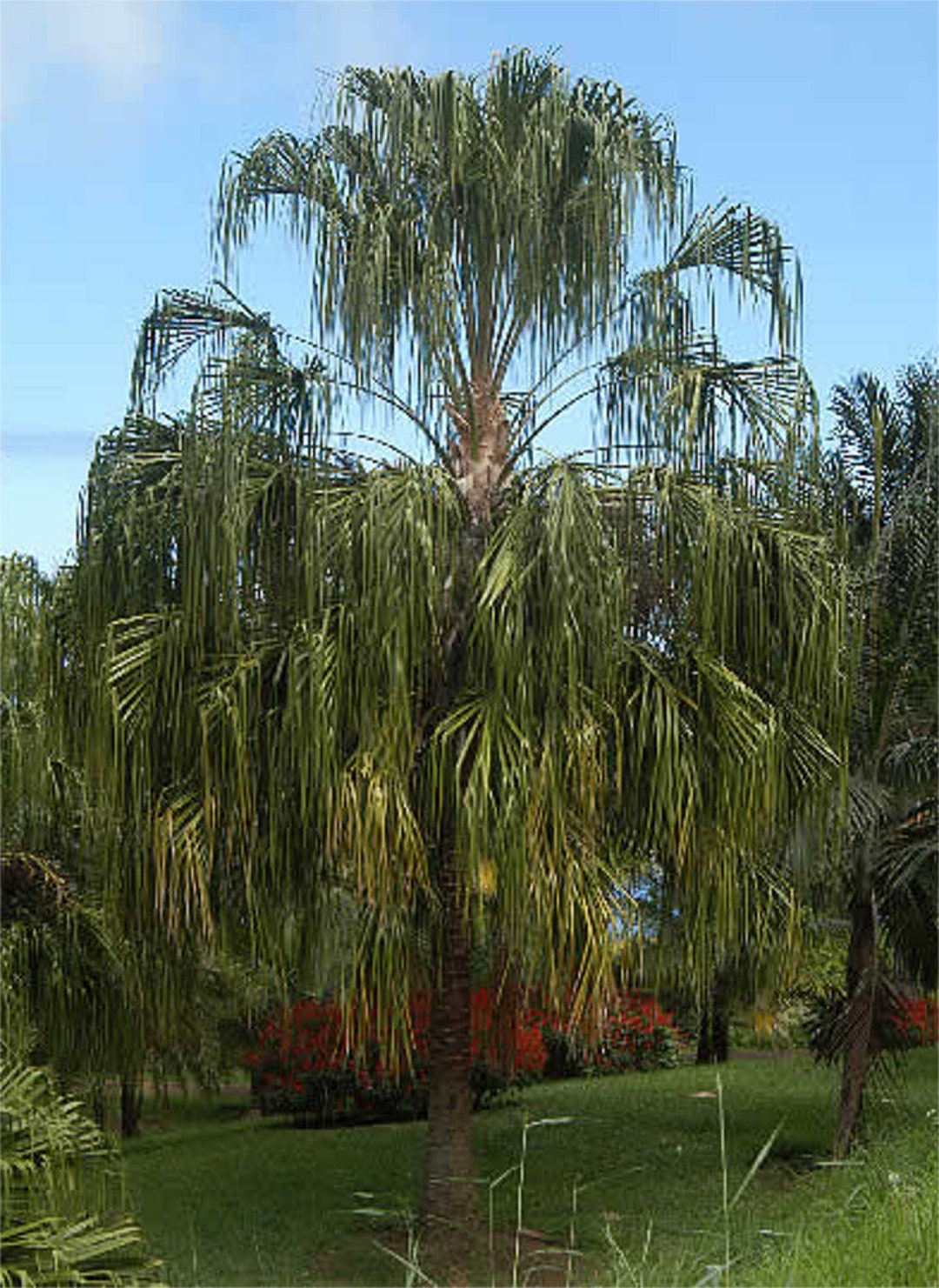 Live Ribbon Palm Trees Cold Hardy Palms 2 to 3 Feet Tall 1 - Etsy