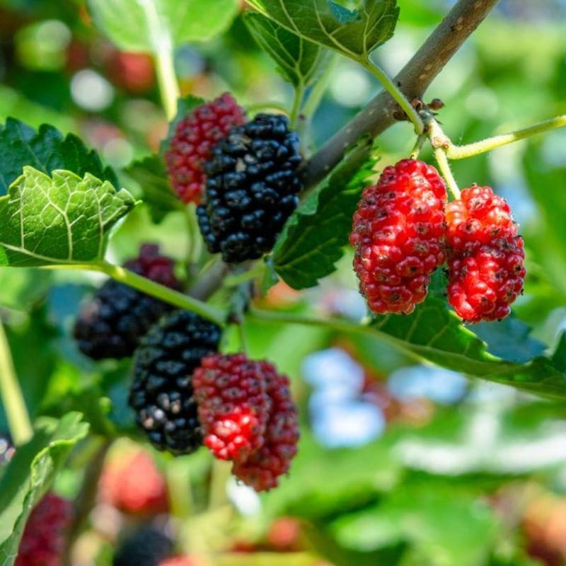 Mulberry Tree - Etsy