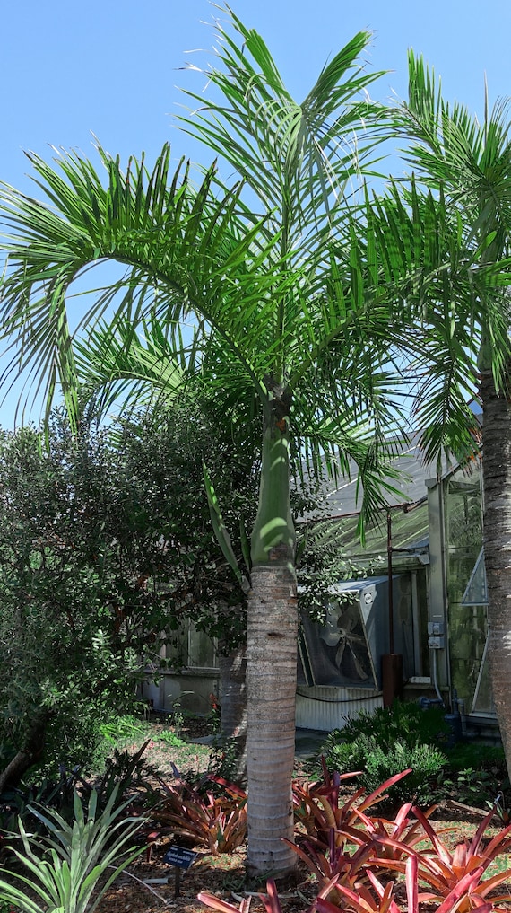 Live Spindle Palm Trees Great Indoor Palm 1 Gallon | Etsy